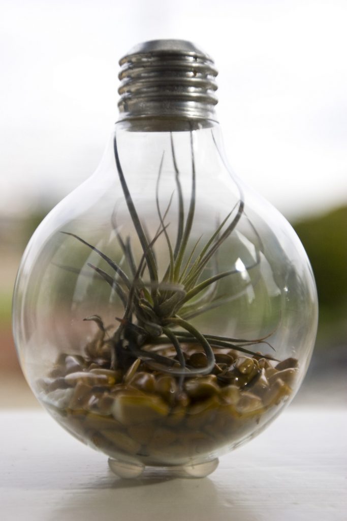 17 Light Bulb Terrarium DIY Ideas | Guide Patterns